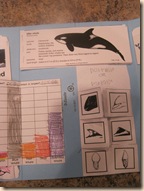 Dolphin and Whales Lapbook - Confessions of a Homeschooler